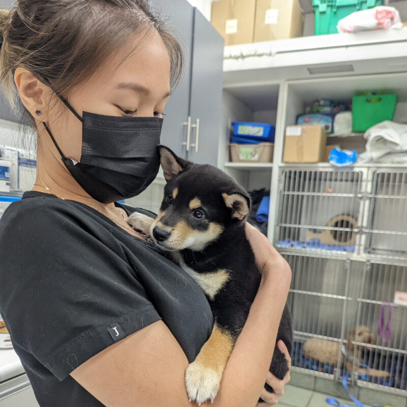 Our Team – Yonge Sheppard Animal Hospital