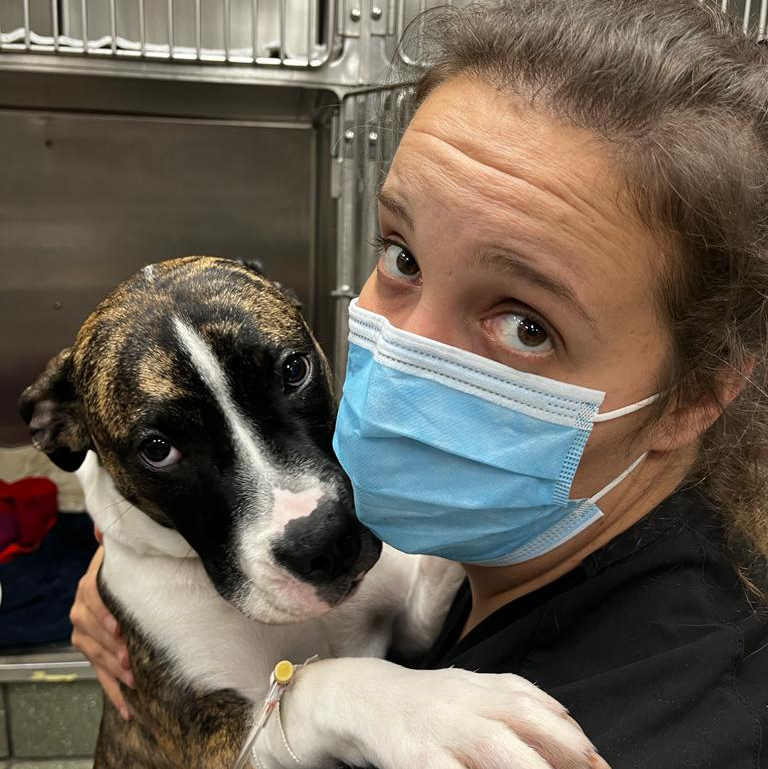 Our Team - Yonge Sheppard Animal Hospital