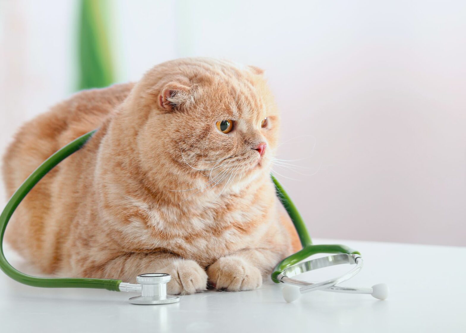 Services - Yonge Sheppard Animal Hospital