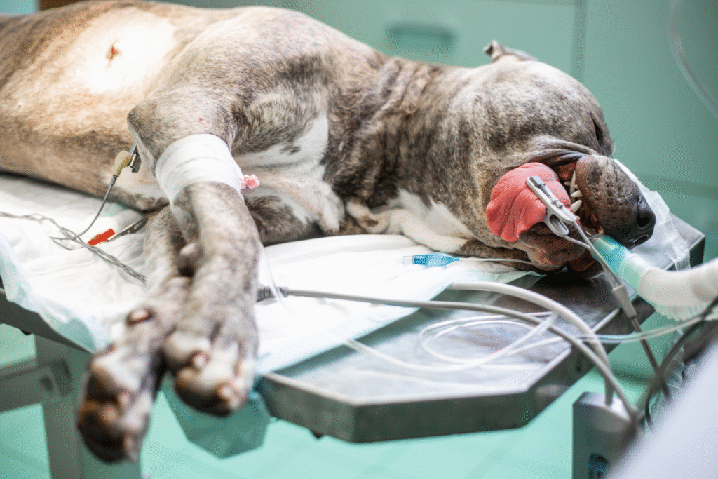 Canine Ovariohysterectomy (Spay) Surgery - Yonge Sheppard Animal Hospital